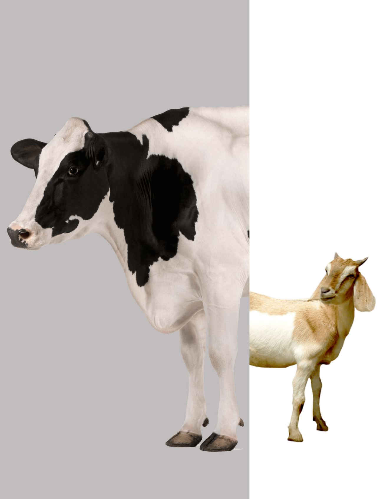 Why Muscle Goat Protein is Superior to Any Cow Protein - Muscle Goat ...
